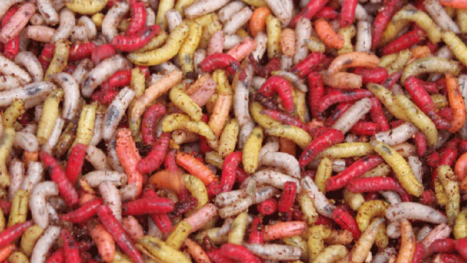 CUM FOLOSIM VIERMII ÎN FUNCȚIE DE CULOAREA LOR, ÎN PESCUIT? – Pescuit ...