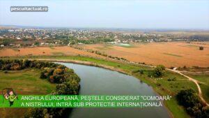 (VIDEO) PEȘTELE CONSIDERAT “COMOARĂ” A NISTRULUI, INTRĂ SUB PROTECTIE ...